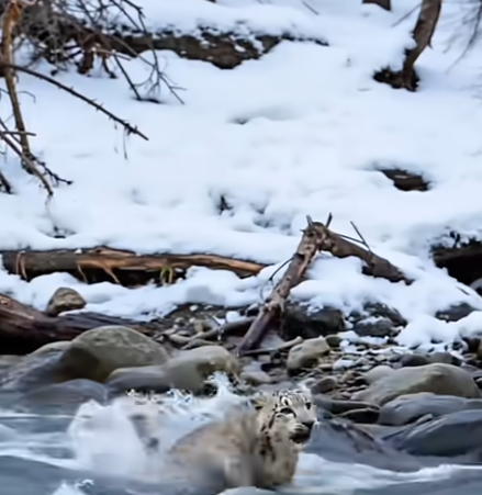 A Daring Rescue in the Wild: Officer Saves Snow Leopard from Freezing ...